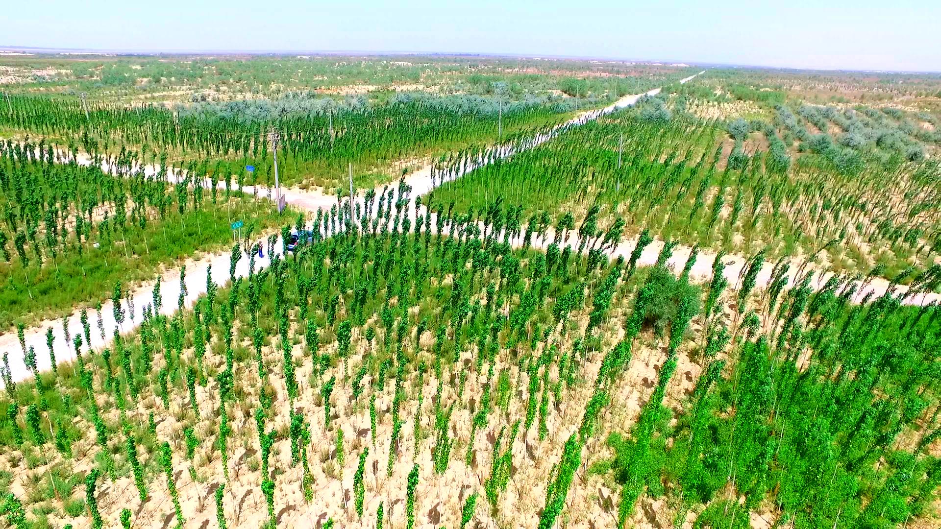 Chinese Afforestation Portfolio, China | Climate Impact Partners