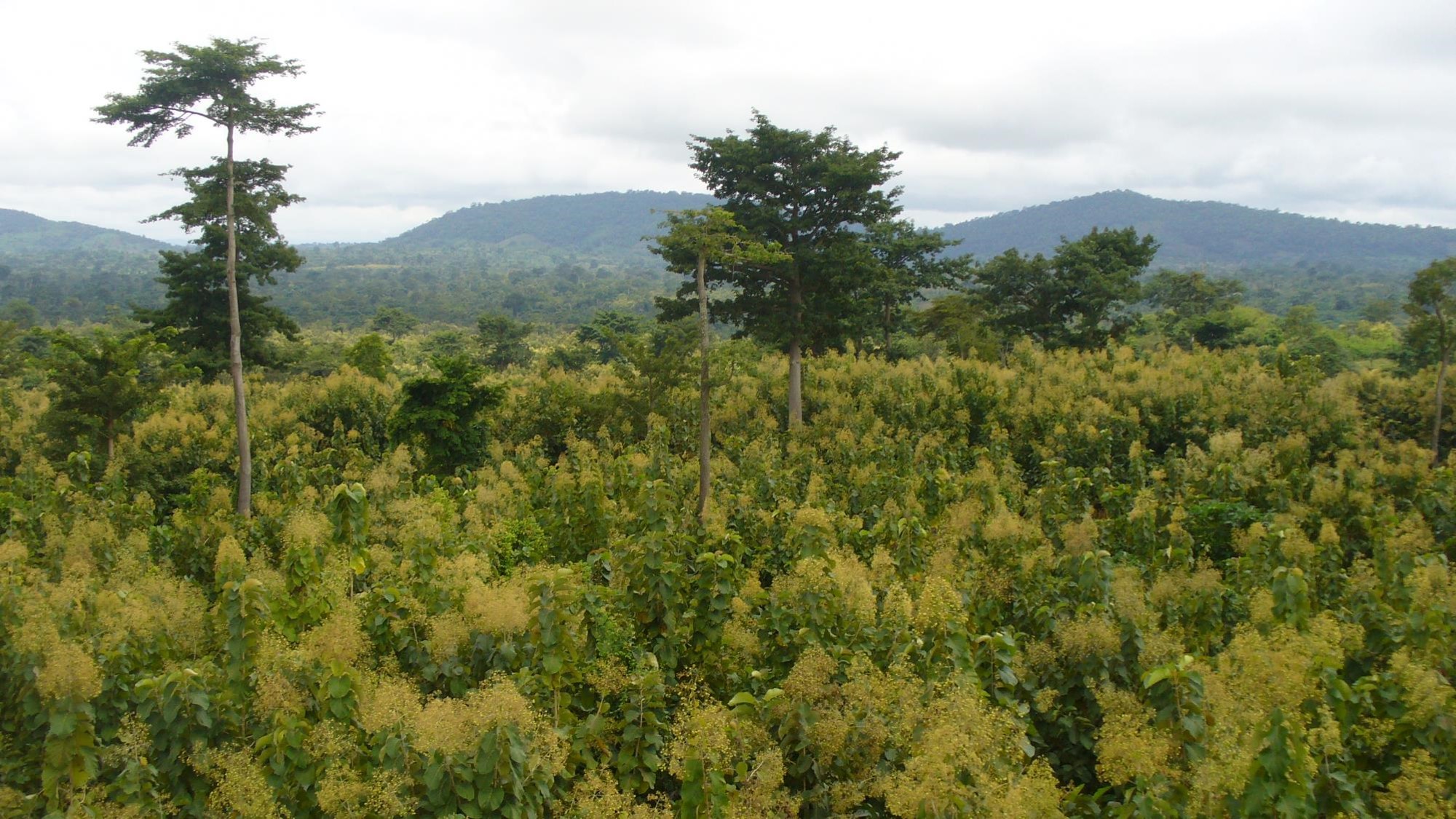 Community Reforestation, Ghana | Climate Impact Partners