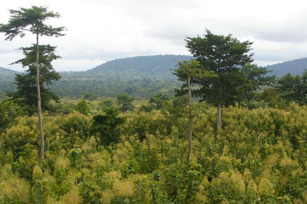 Rizome Bamboo Reforestation, Philippines | Climate Impact Partners