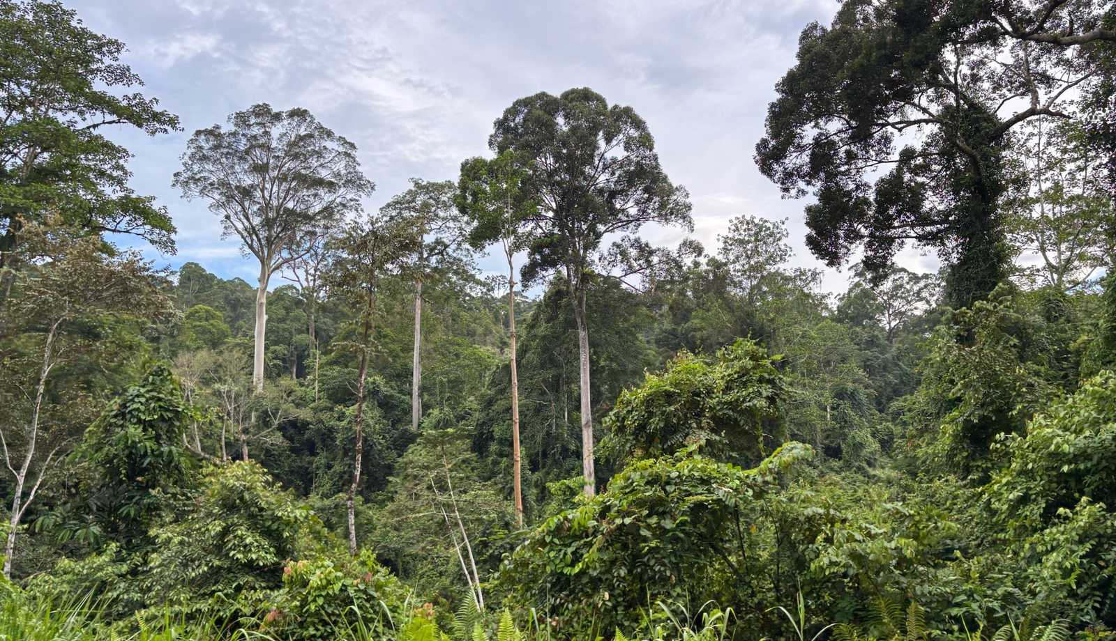 Behind the A Rating: Sabah Rainforest Project in Malaysia | Climate ...