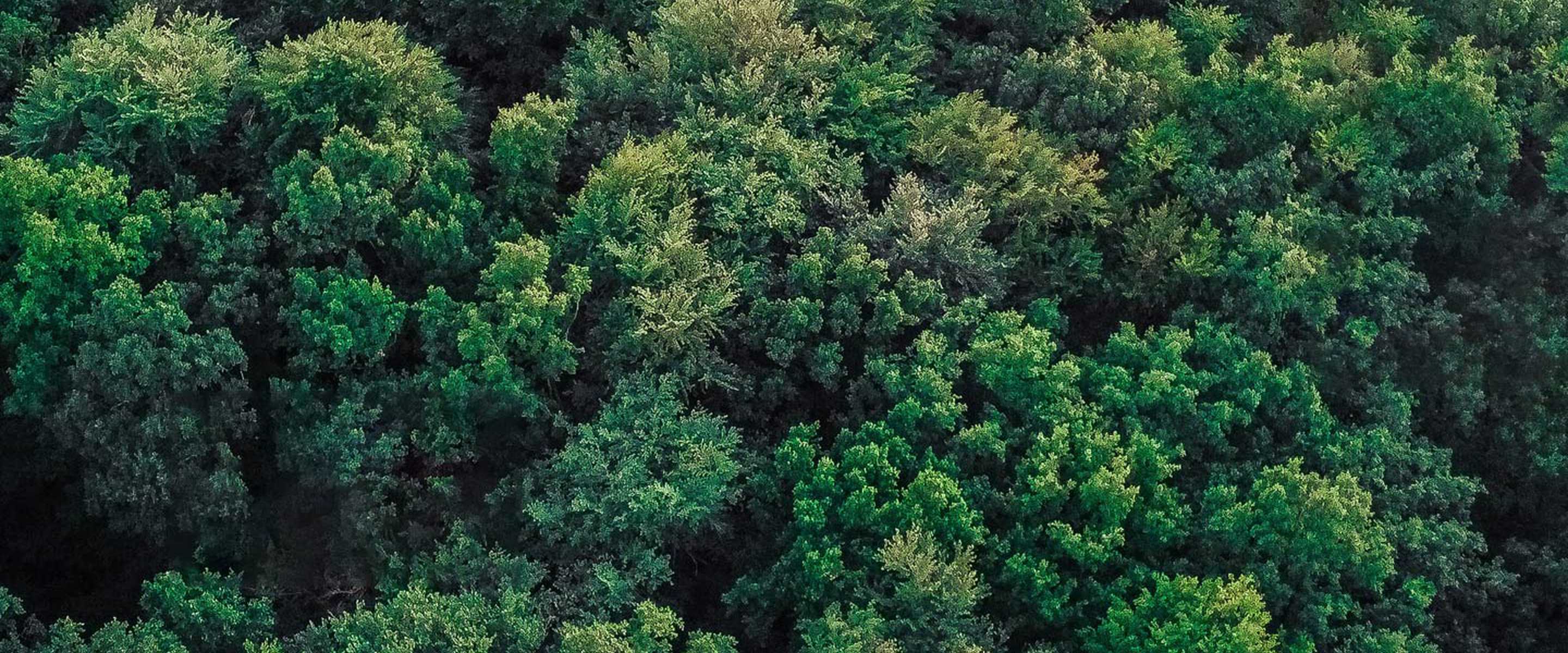 Case Studies | Climate Impact Partners