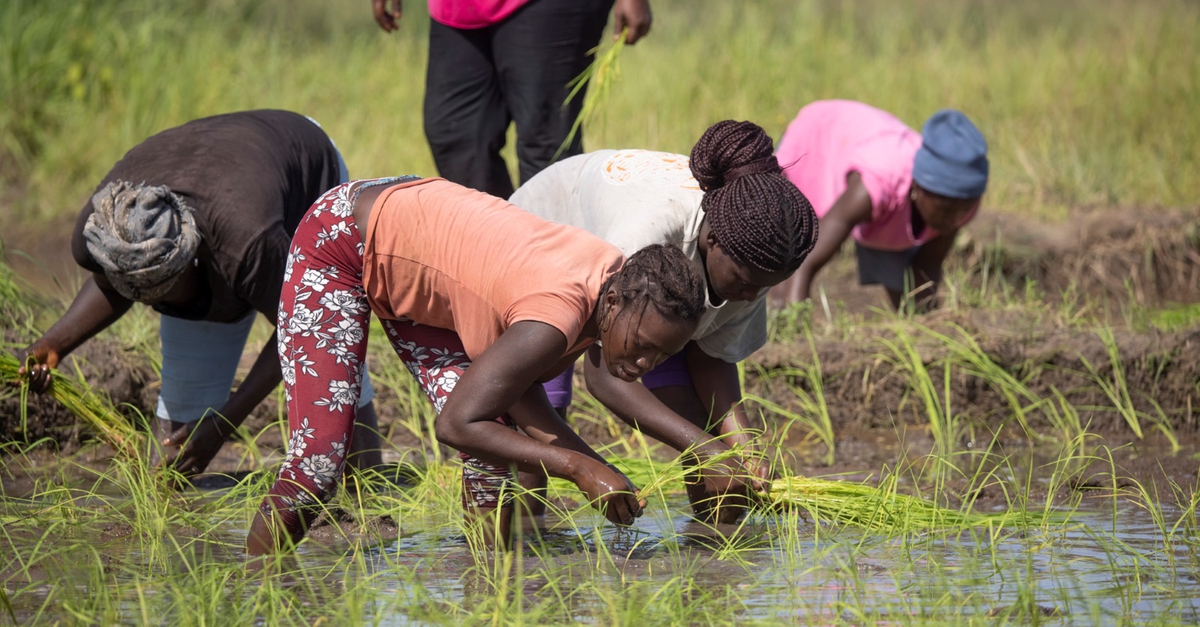Project development opportunity in Senegal | Climate Impact Partners
