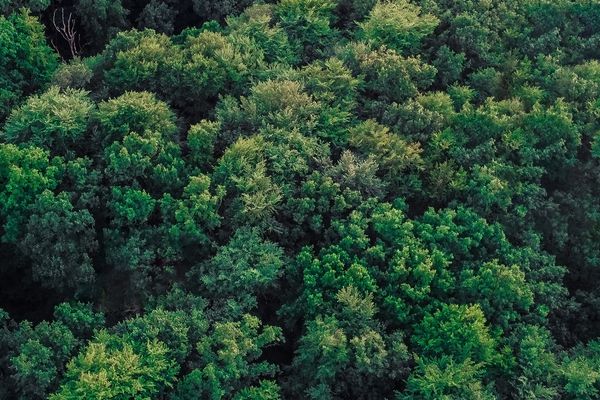 Making Real Change Possible | Climate Impact Partners