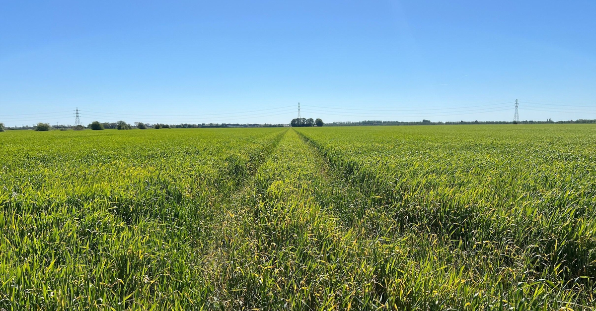 Upon the Fields of Barley: Visiting the Agreena Regenerative Ag Project ...