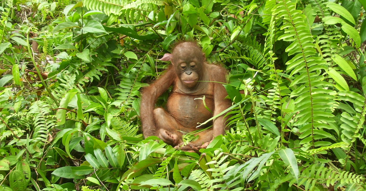 logging effects on animals