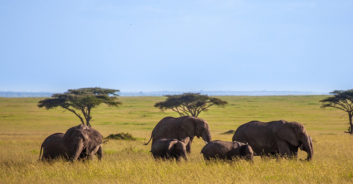 The Calculus of Climate Change in a Viral World | Climate Impact Partners