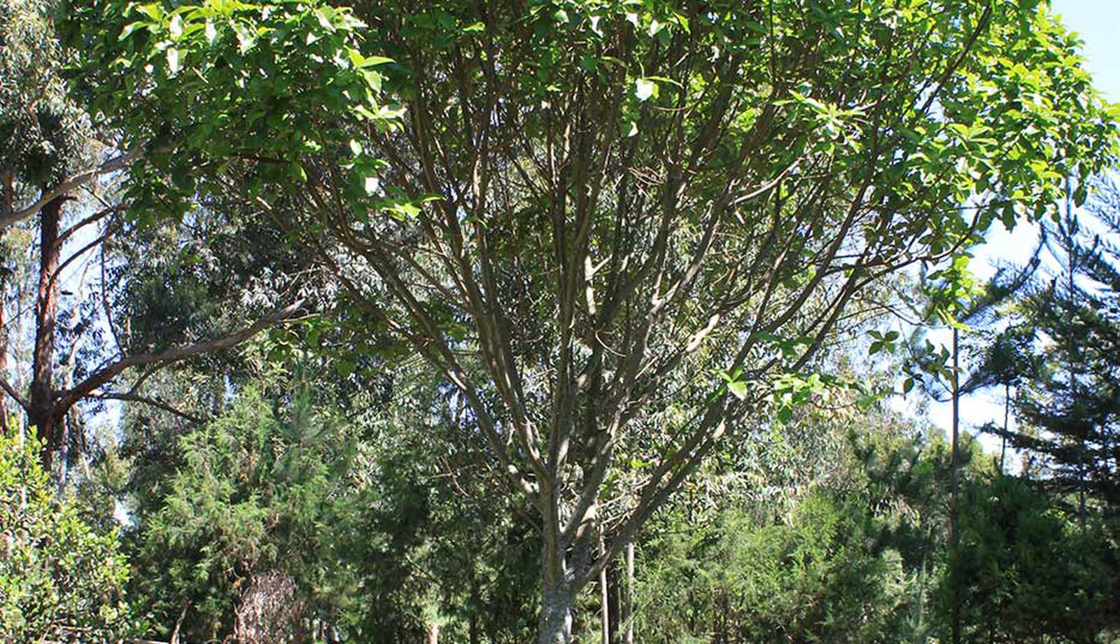 Community Reforestation, East Africa | Climate Impact Partners