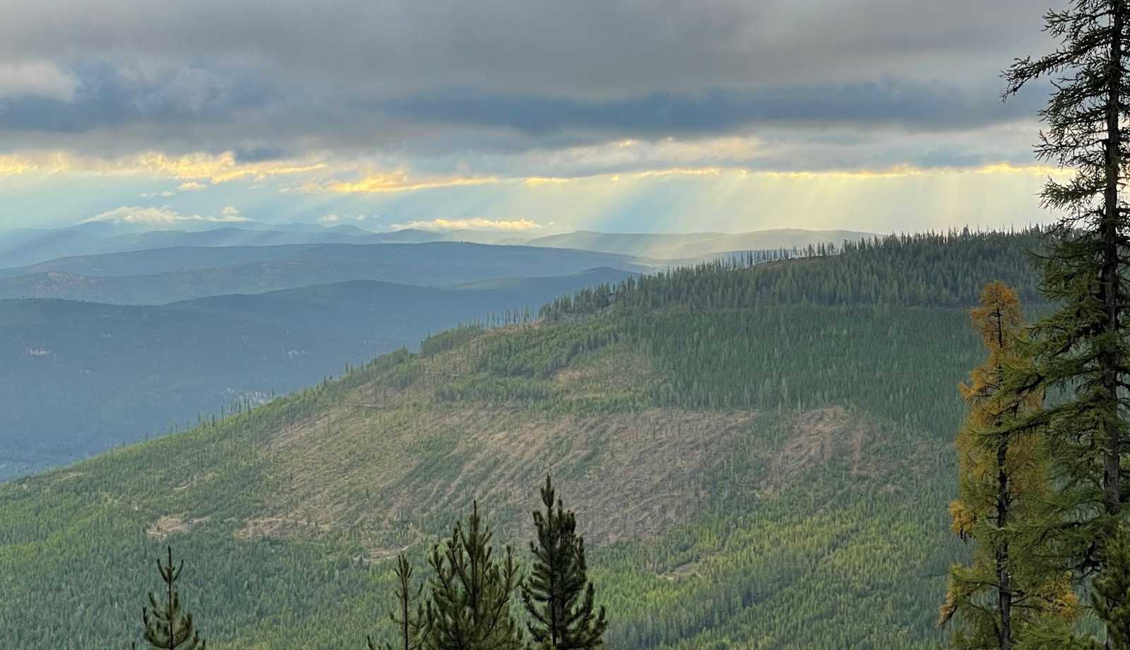 Flathead Ridge Ranch Forest, USA | Climate Impact Partners