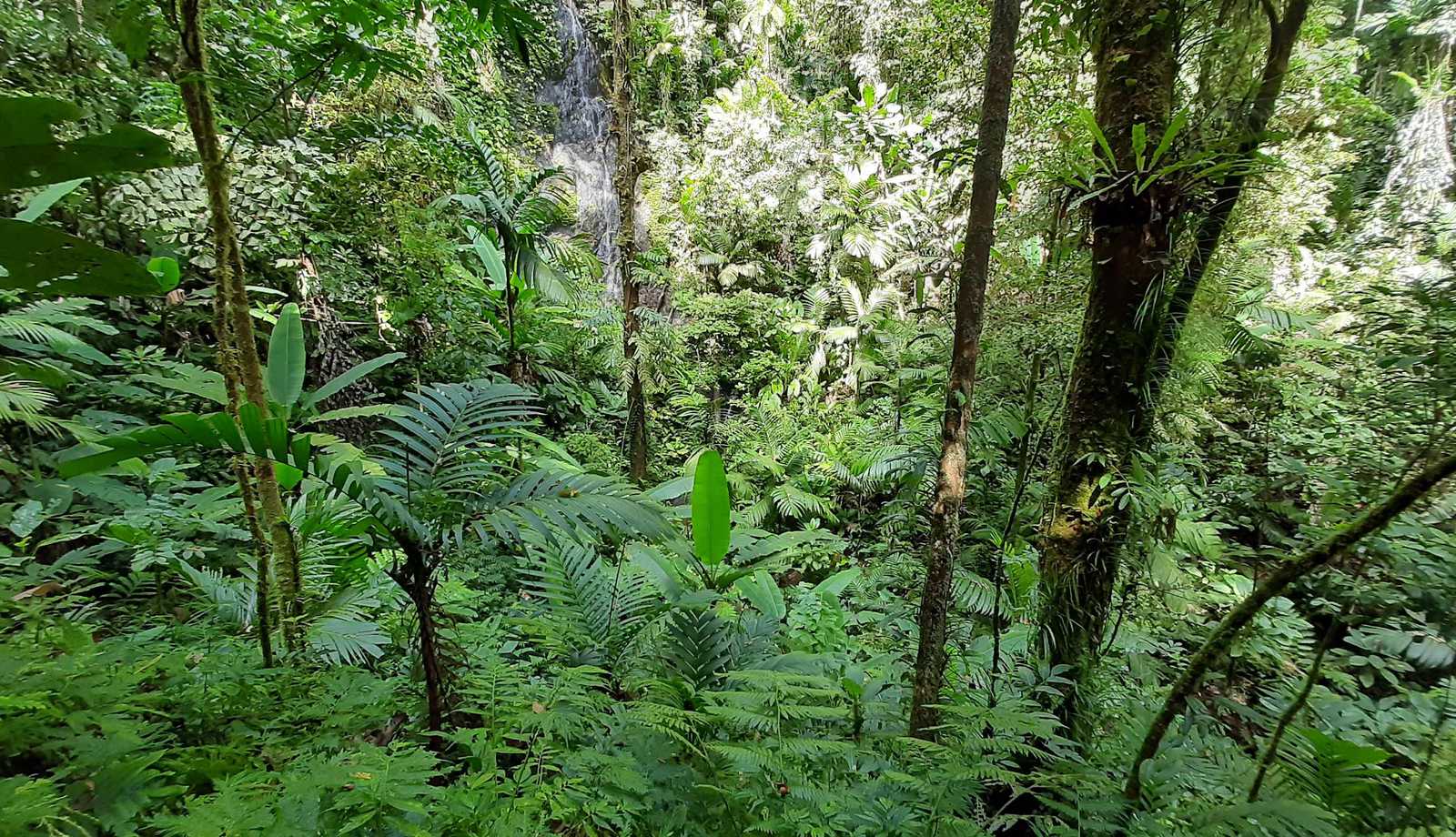 Babatana Rainforest, Solomon Islands | Climate Impact Partners