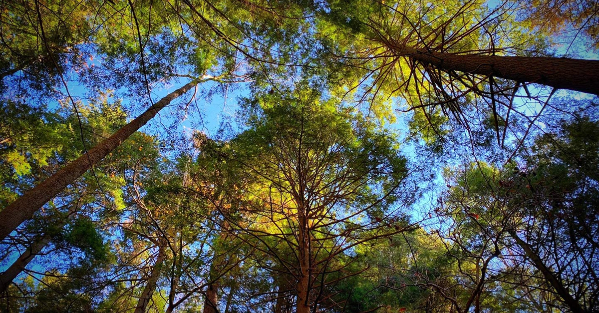 Afforestation | Climate Impact Partners