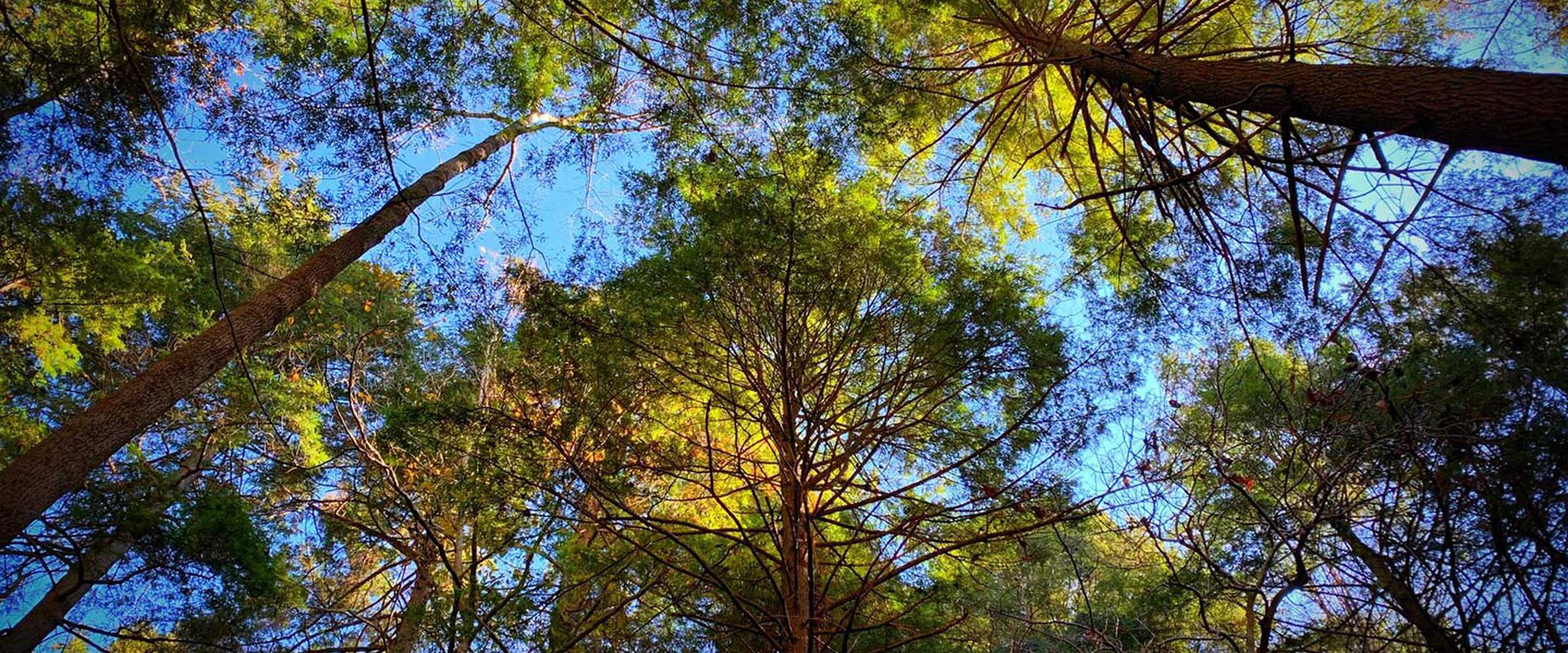 Afforestation | Climate Impact Partners