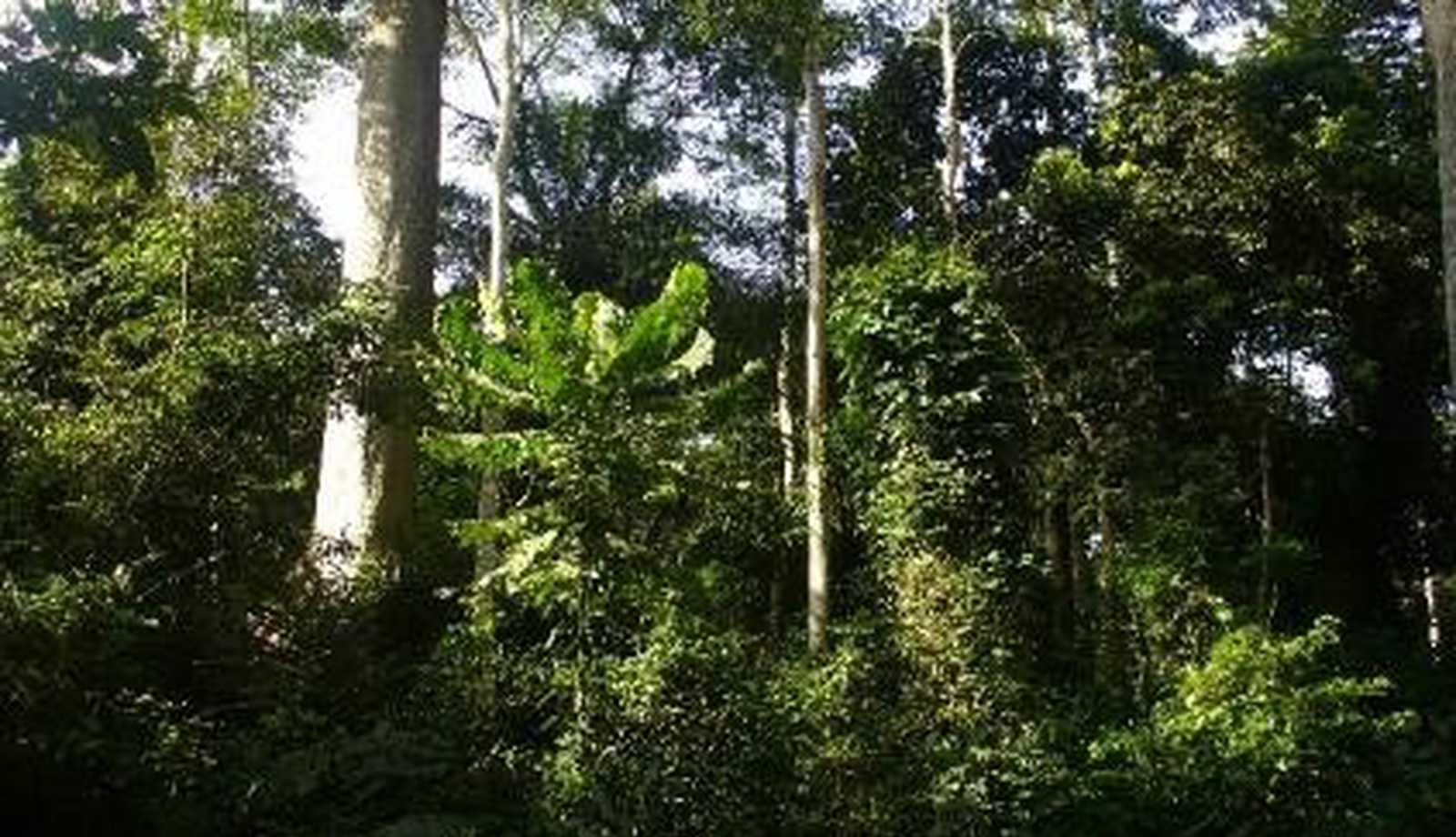 Reforestation | Climate Impact Partners