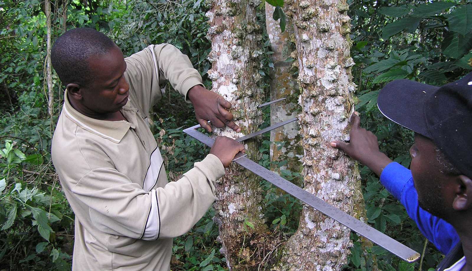 Reforestation | Climate Impact Partners