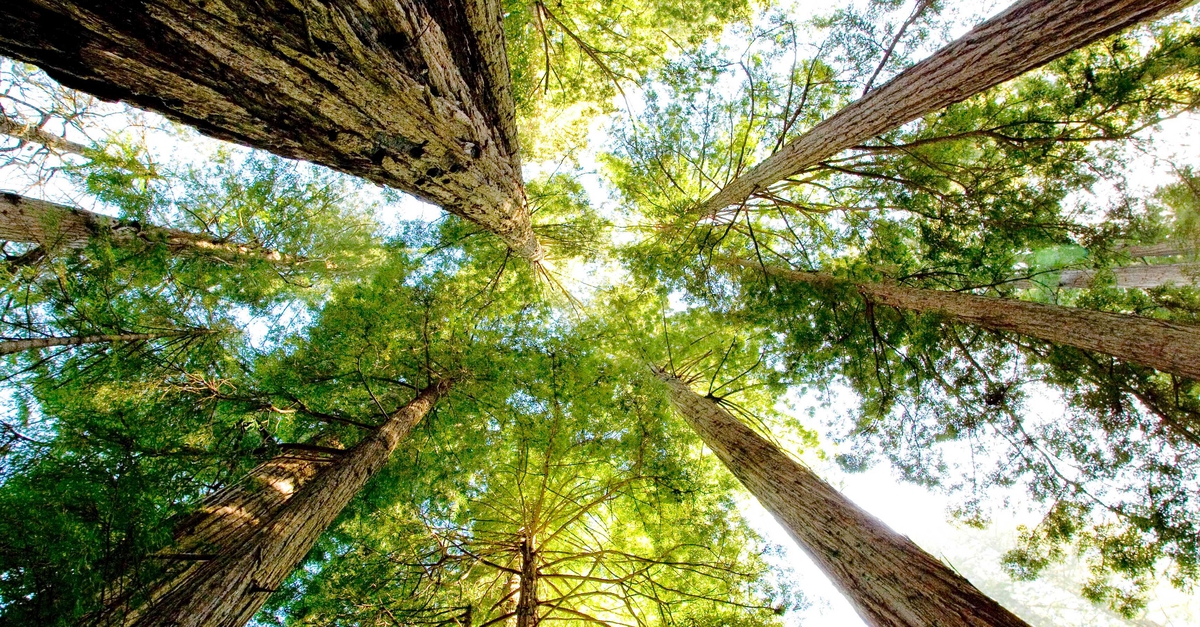 Busting Carbon Offsetting Myths | Climate Impact Partners