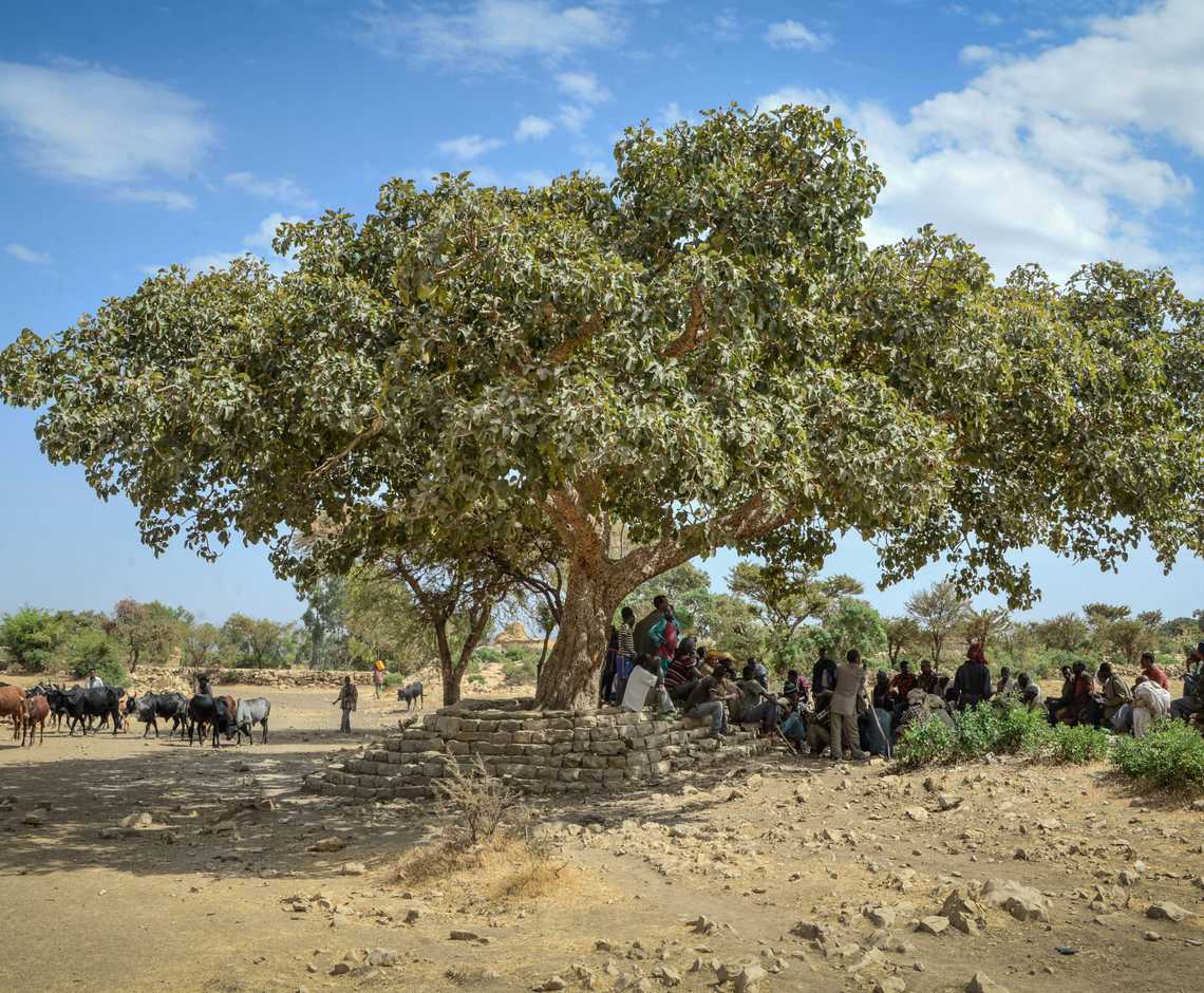 Trellis Impact 2025 | Climate Impact Partners