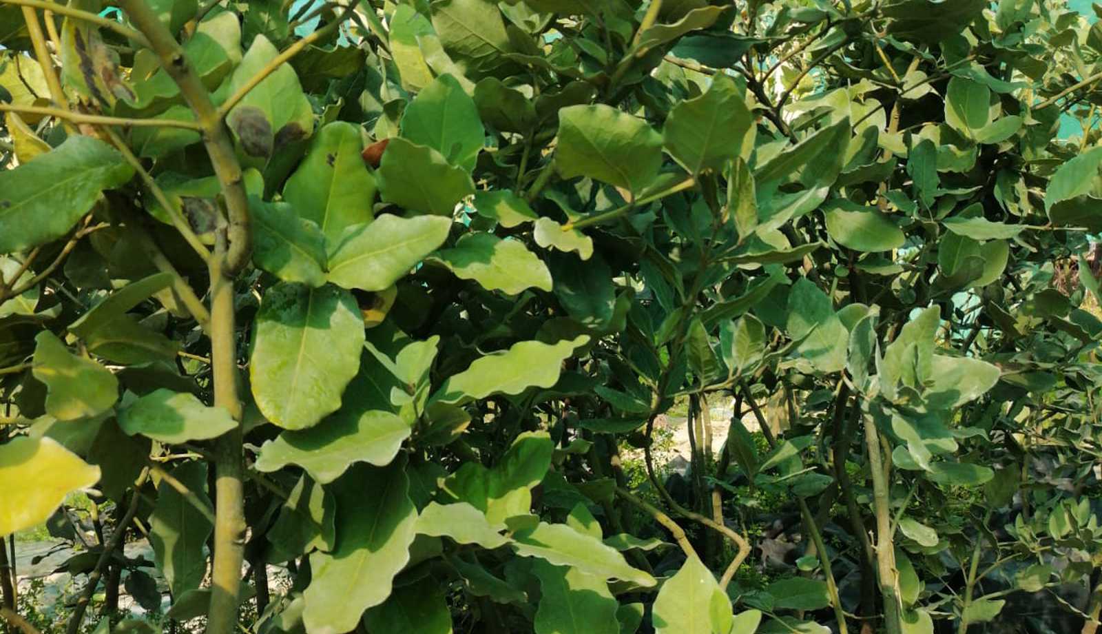 Save A Species: recovering trees from extinction | Climate Impact Partners