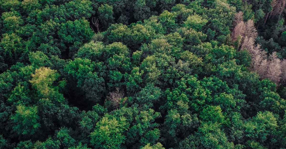 Natural Capital Partners and ClimateCare become Climate Impact Partners ...