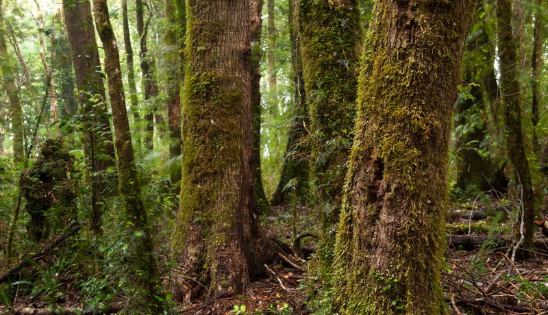 Valdivian Coastal REDD+, Chile | Climate Impact Partners