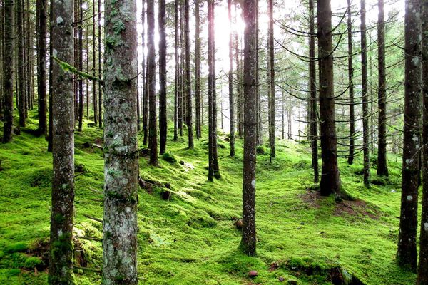 Making Real Change Possible | Climate Impact Partners