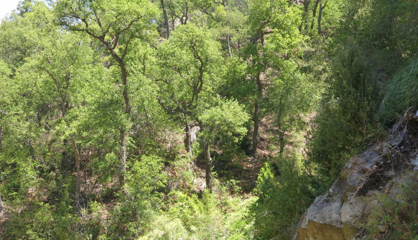 Save A Species: recovering trees from extinction | Climate Impact Partners