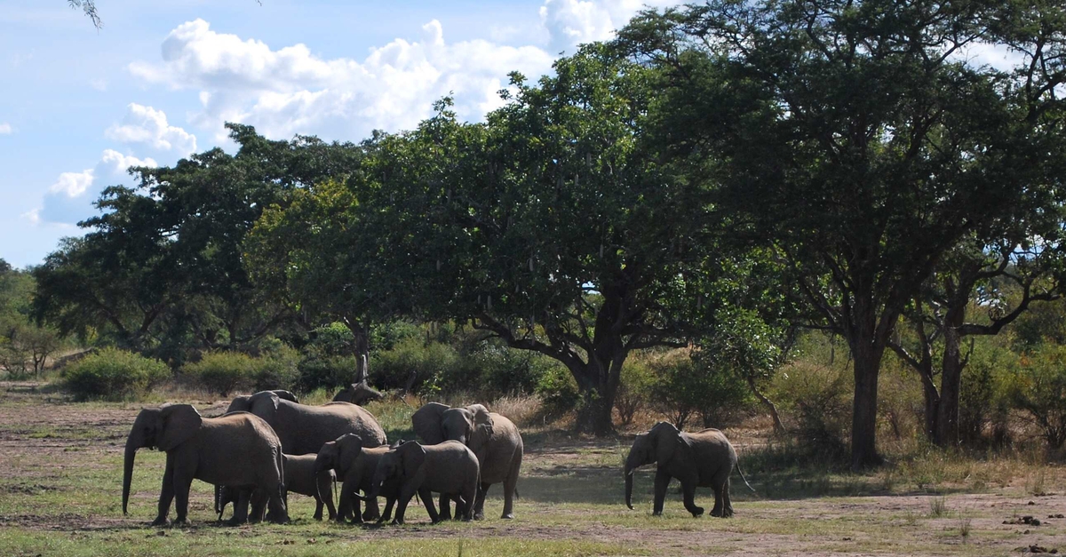 Biodiversity and climate investment: an interview with Saskia Feast ...