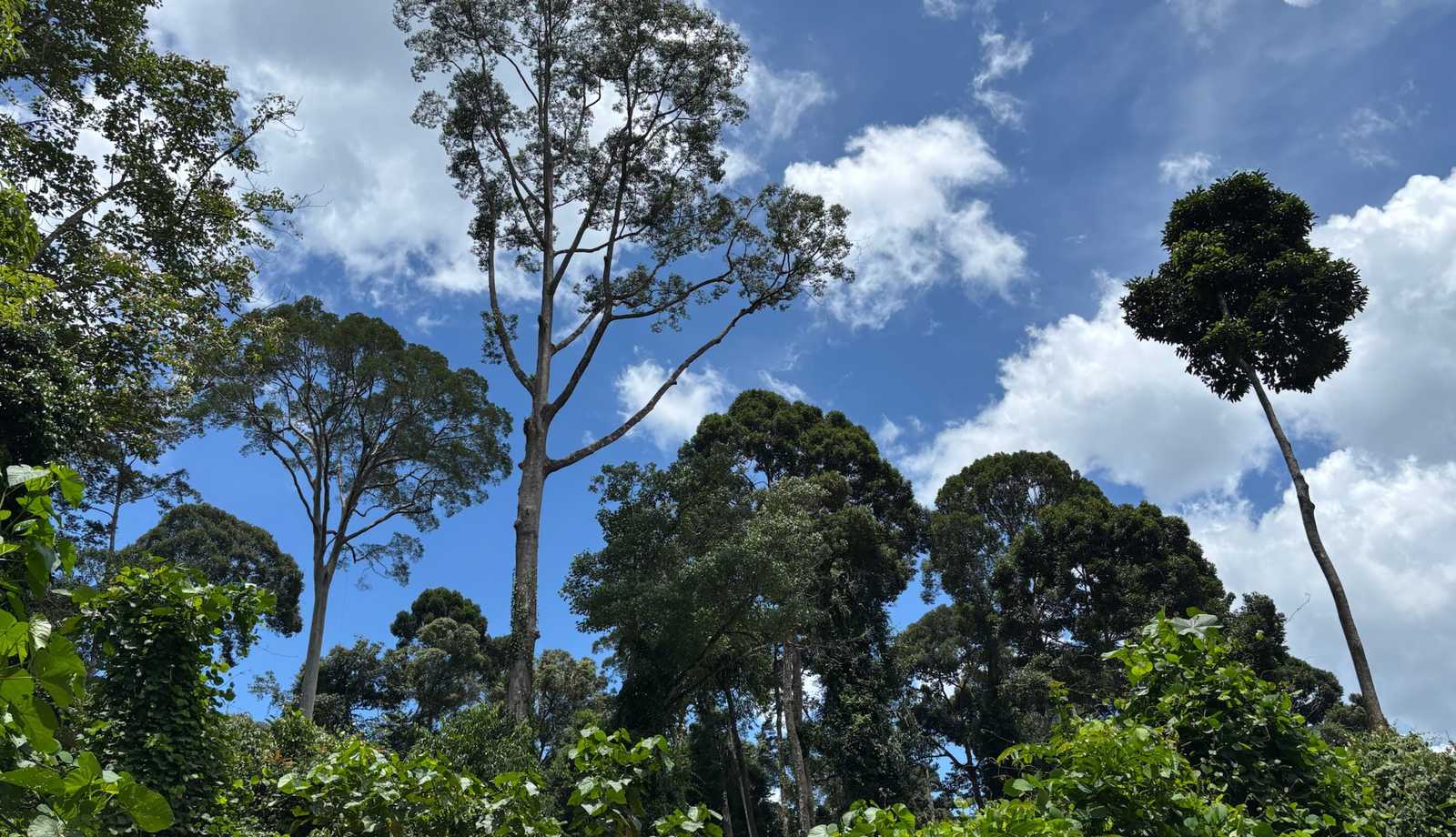 Behind the A Rating: Sabah Rainforest Project in Malaysia | Climate ...
