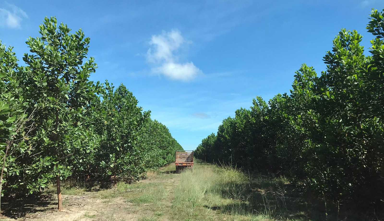Rio Bita Reforestation, Colombia | Climate Impact Partners