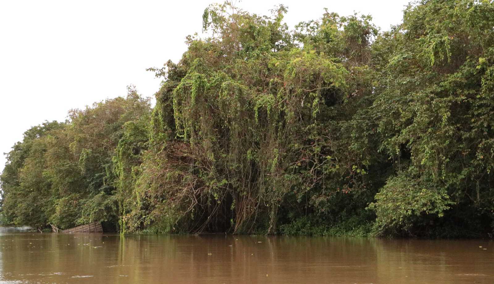 Rimba Raya REDD+, Indonesia | Climate Impact Partners