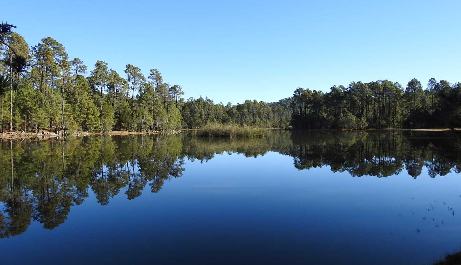 Durango IFM, Mexico | Climate Impact Partners