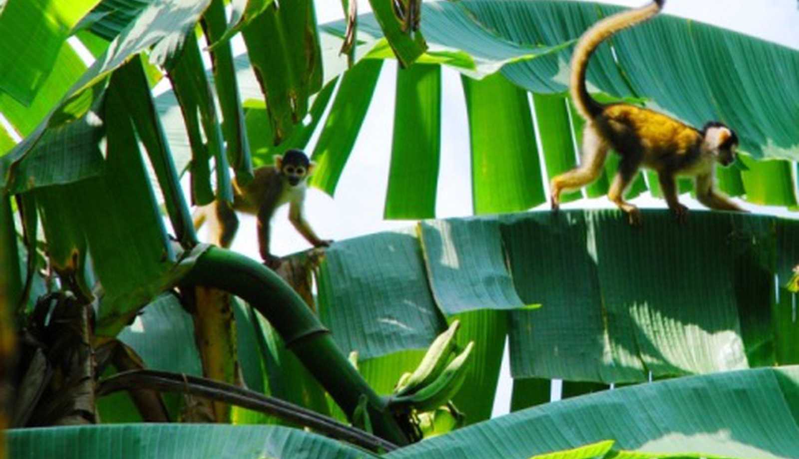 Building Back Biodiversity: Using Innovative Financing Mechanisms to ...