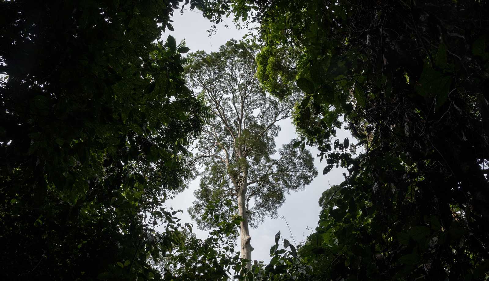 Behind the A Rating: Sabah Rainforest Project in Malaysia | Climate ...
