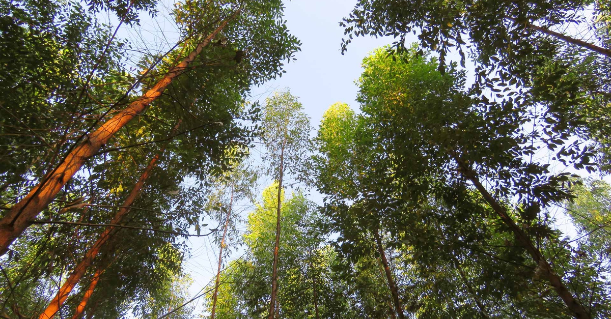 Climate Impact Partners partners with Aviva Investors on Colombian ...