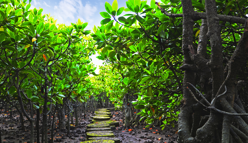 Mangrove Reforestation, China | Climate Impact Partners