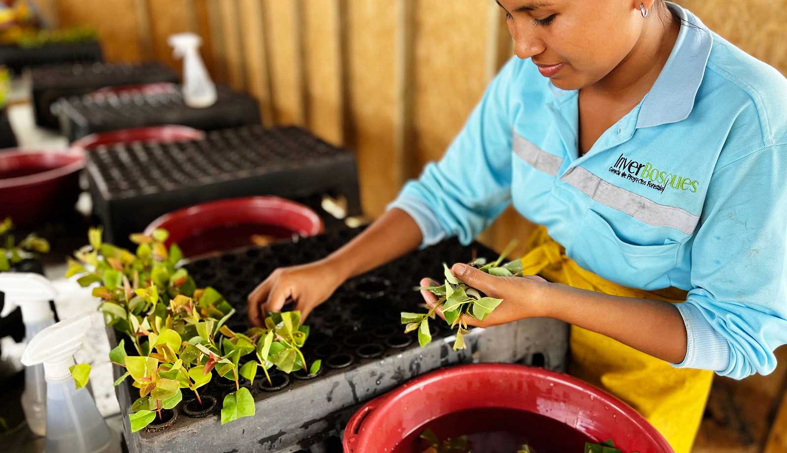 Rio Bita Reforestation, Colombia | Climate Impact Partners