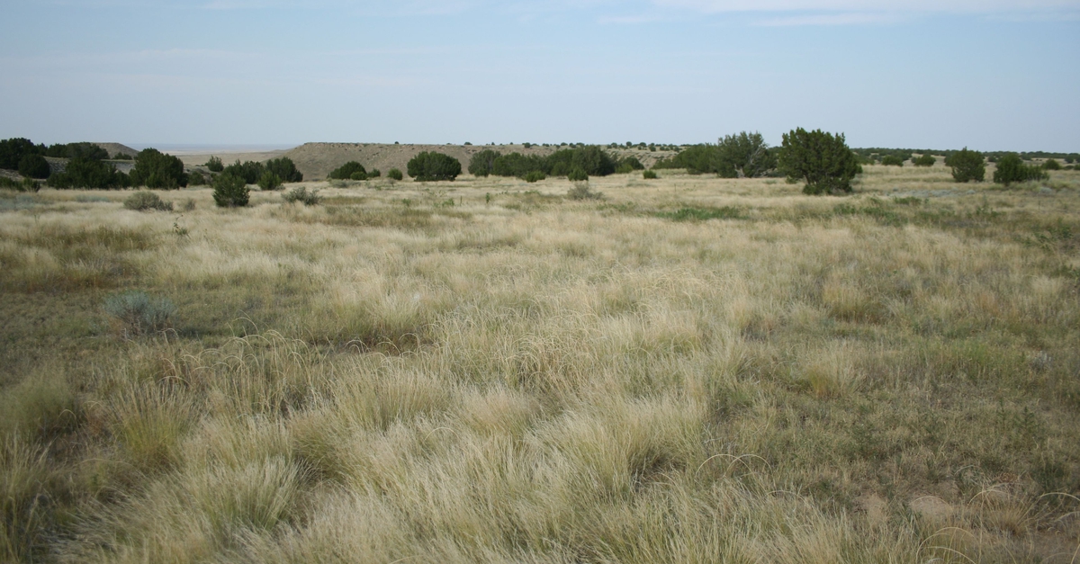 Grasslands: “Like Upside-down Rainforests” | Climate Impact Partners