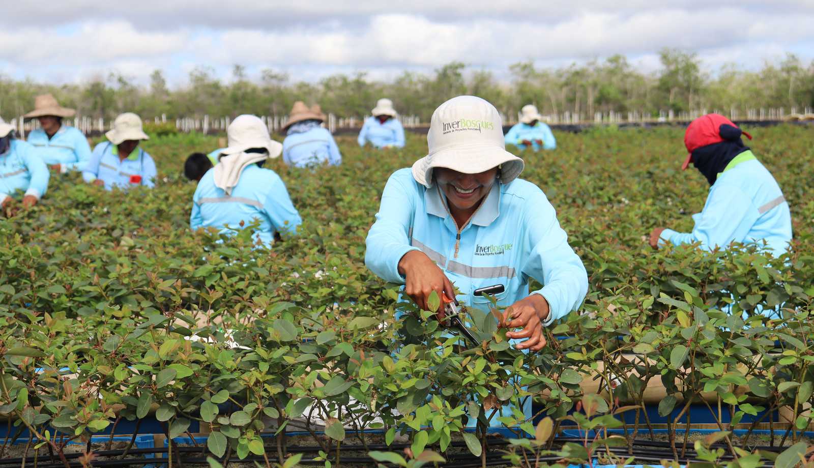 Rio Bita Reforestation, Colombia | Climate Impact Partners