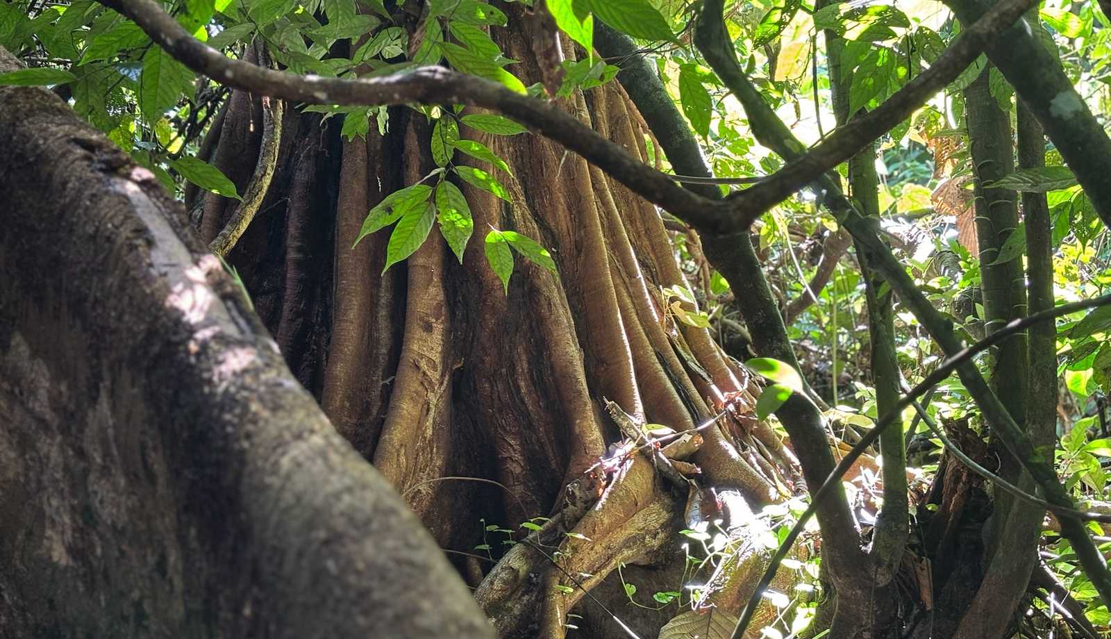 Behind the A Rating: Sabah Rainforest Project in Malaysia | Climate ...