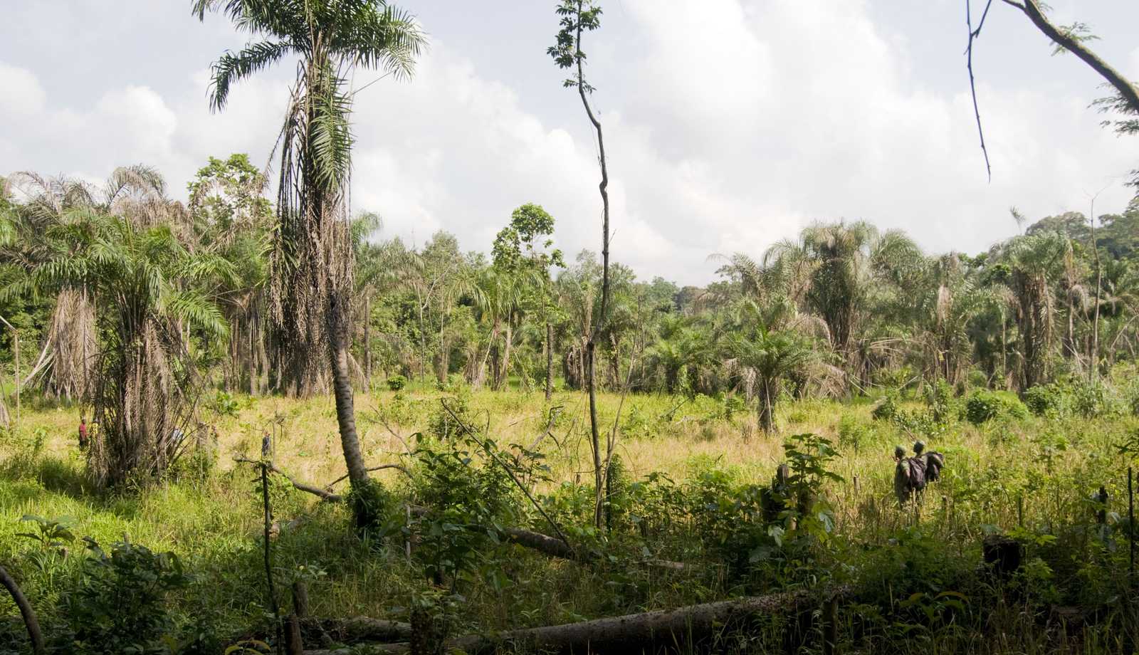 ICVCM approves three REDD+ methodologies | Climate Impact Partners