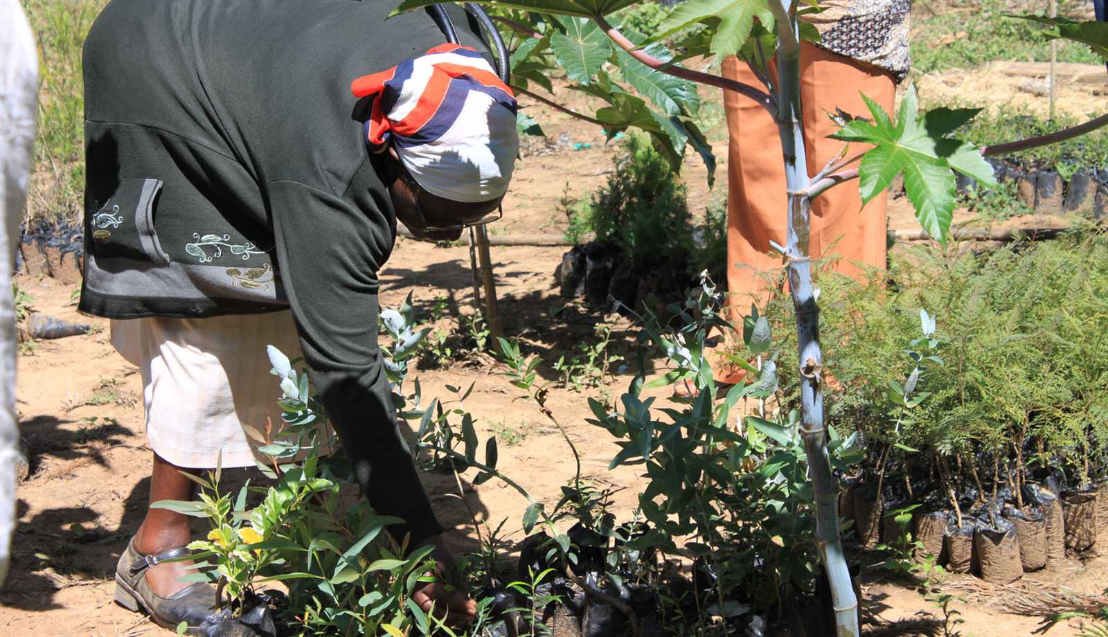 Community Reforestation, East Africa | Climate Impact Partners