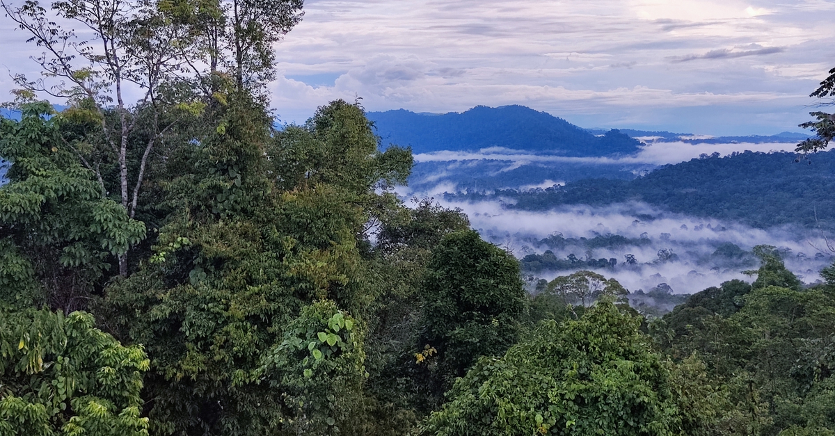 Sabah Rainforest Rehabilitation Project begins issuing high quality ...