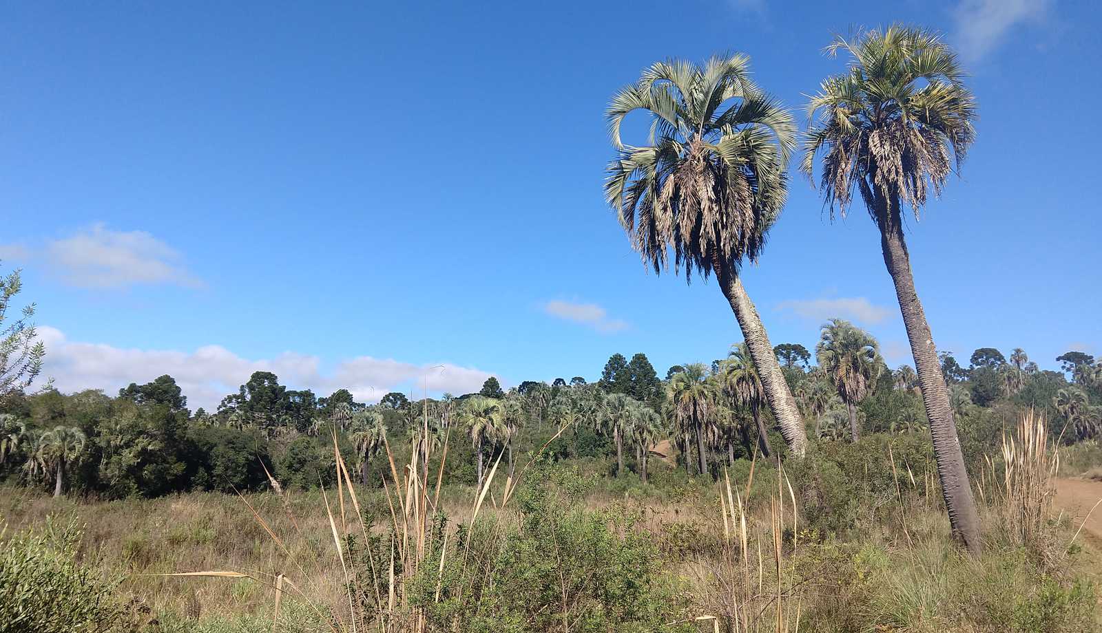Save A Species: recovering trees from extinction | Climate Impact Partners