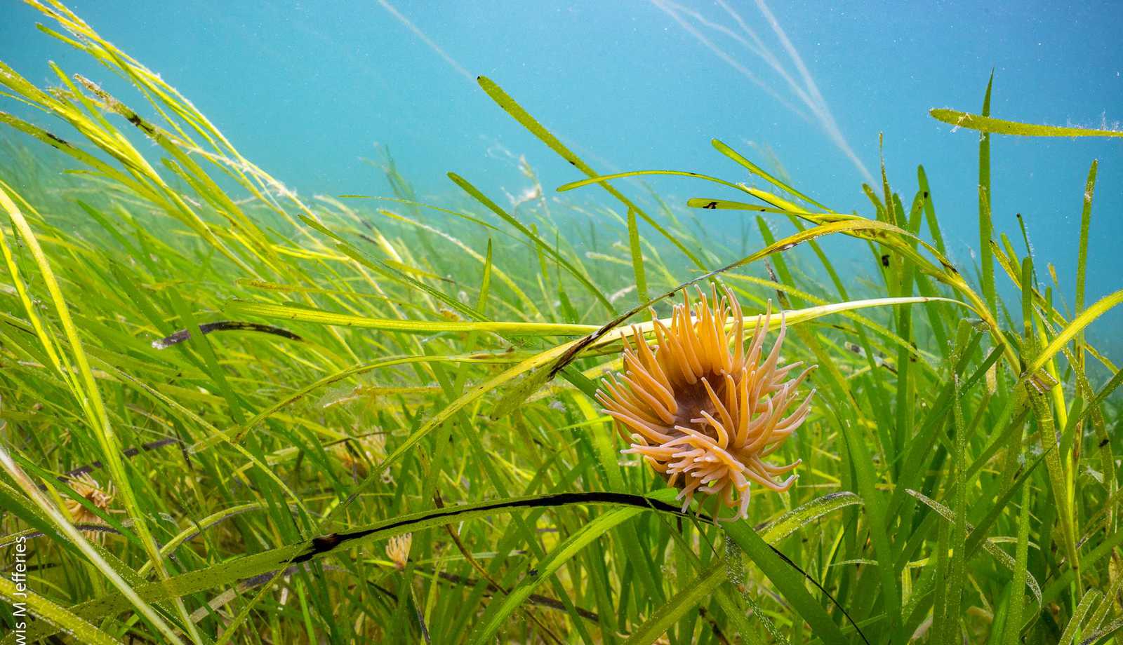 Deloitte | Climate Impact Partners