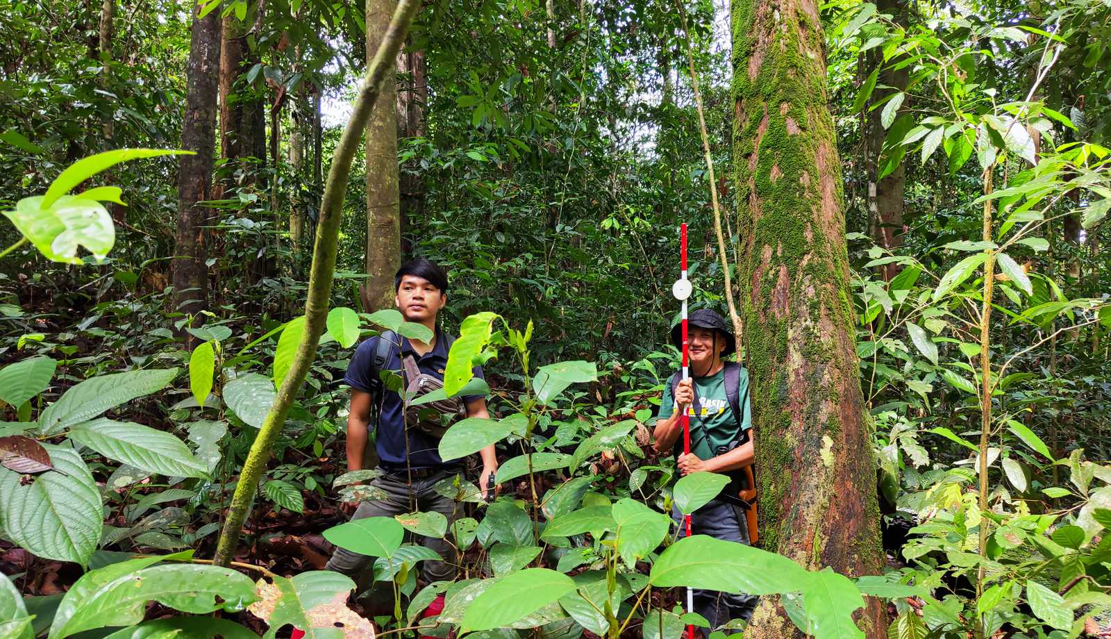 Sabah Rainforest Rehabilitation, Malaysia | Climate Impact Partners