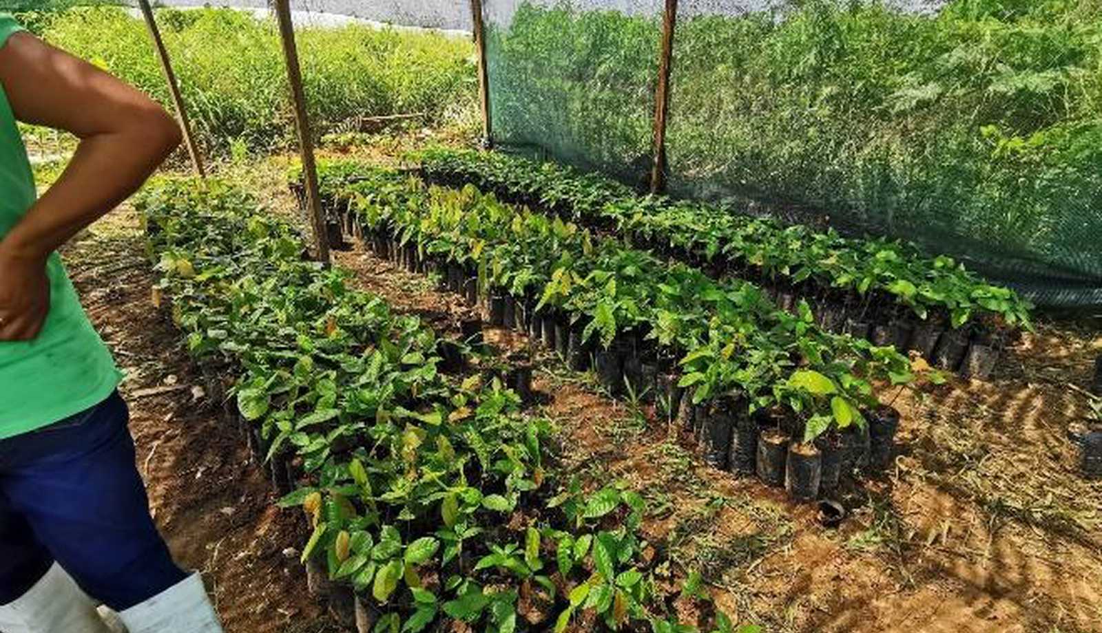 Tambopata National Reserve REDD+, Peru | Climate Impact Partners