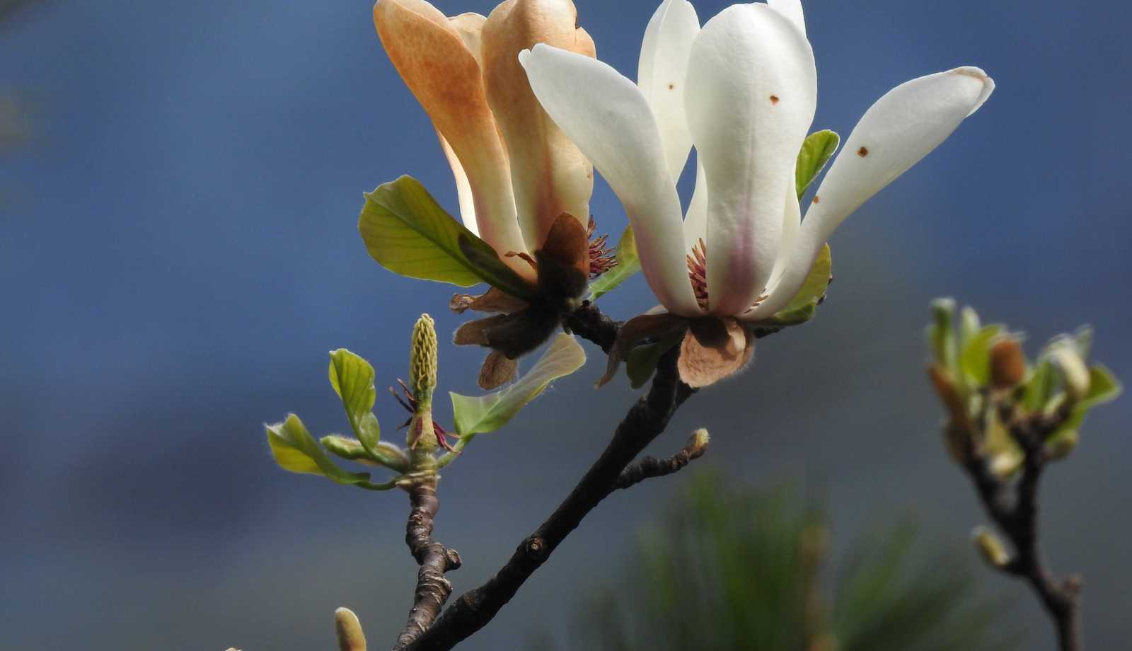Save A Species: recovering trees from extinction | Climate Impact Partners