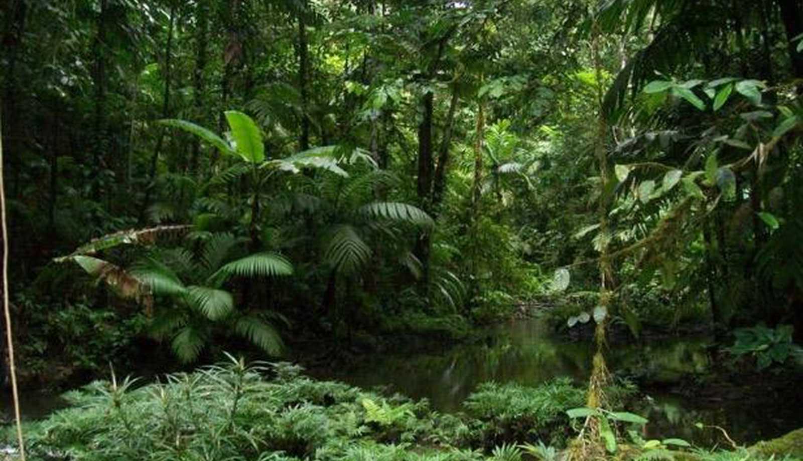 Babatana Rainforest, Solomon Islands | Climate Impact Partners