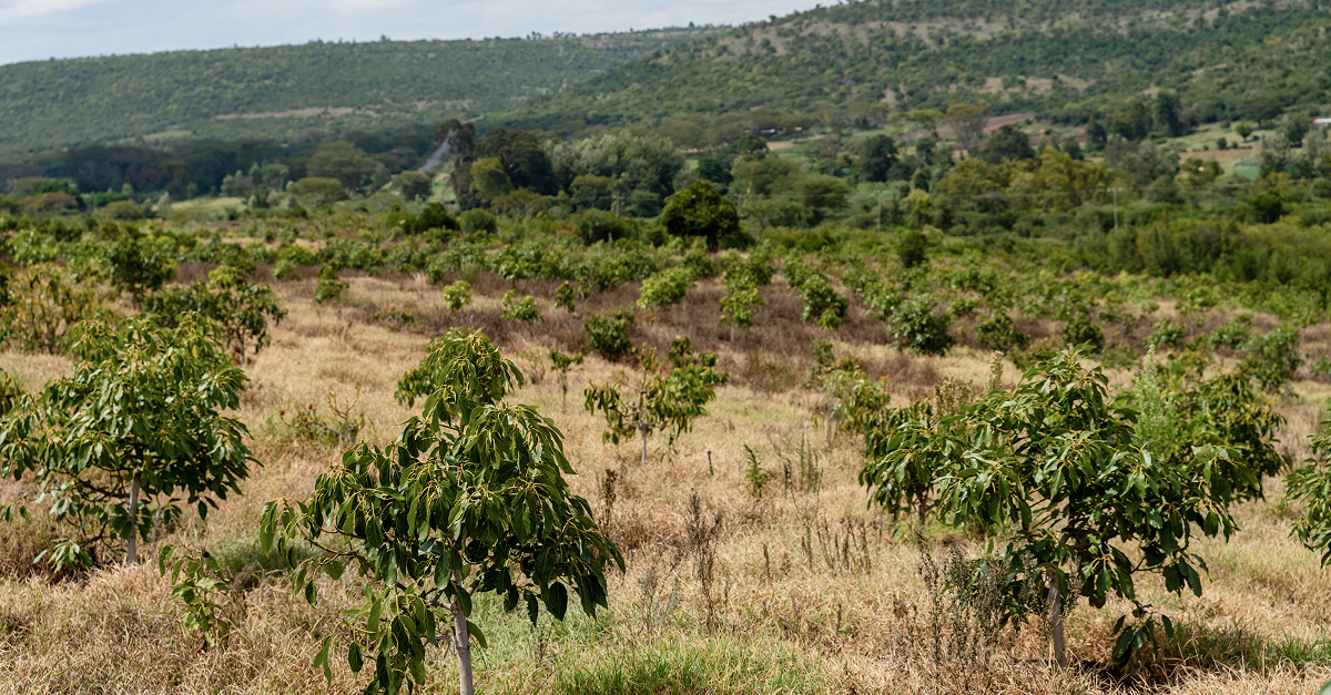 Climate Impact Partners and Green Earth announce long-term offtake ...
