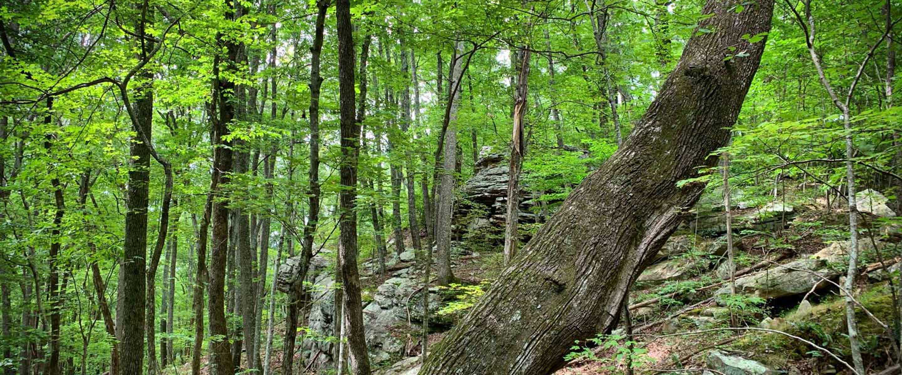 Reforestation | Climate Impact Partners