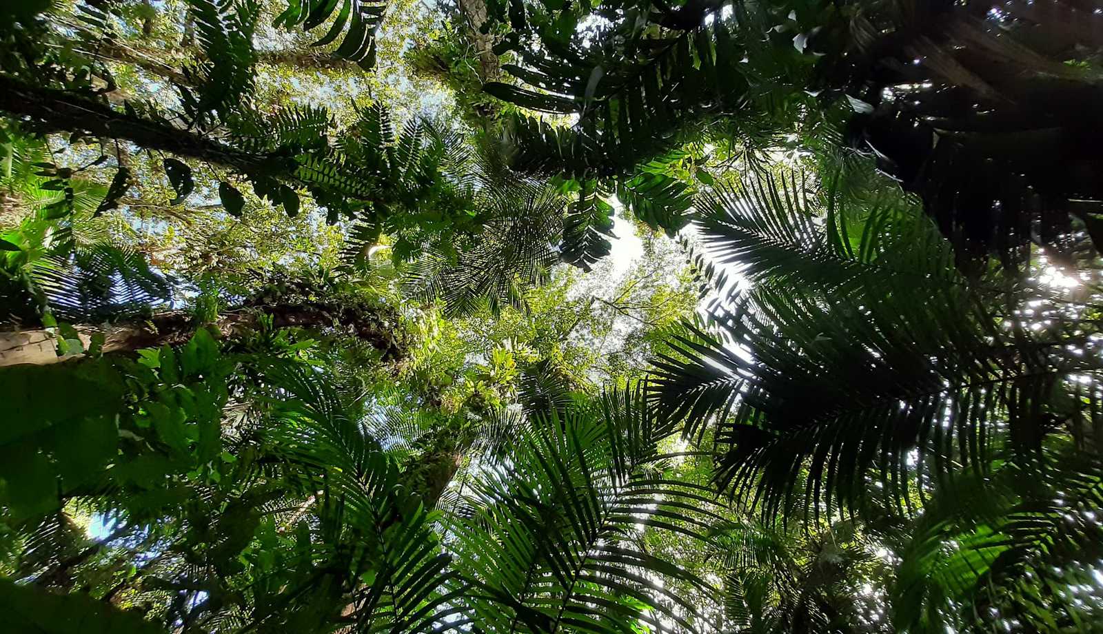 Babatana Rainforest, Solomon Islands | Climate Impact Partners