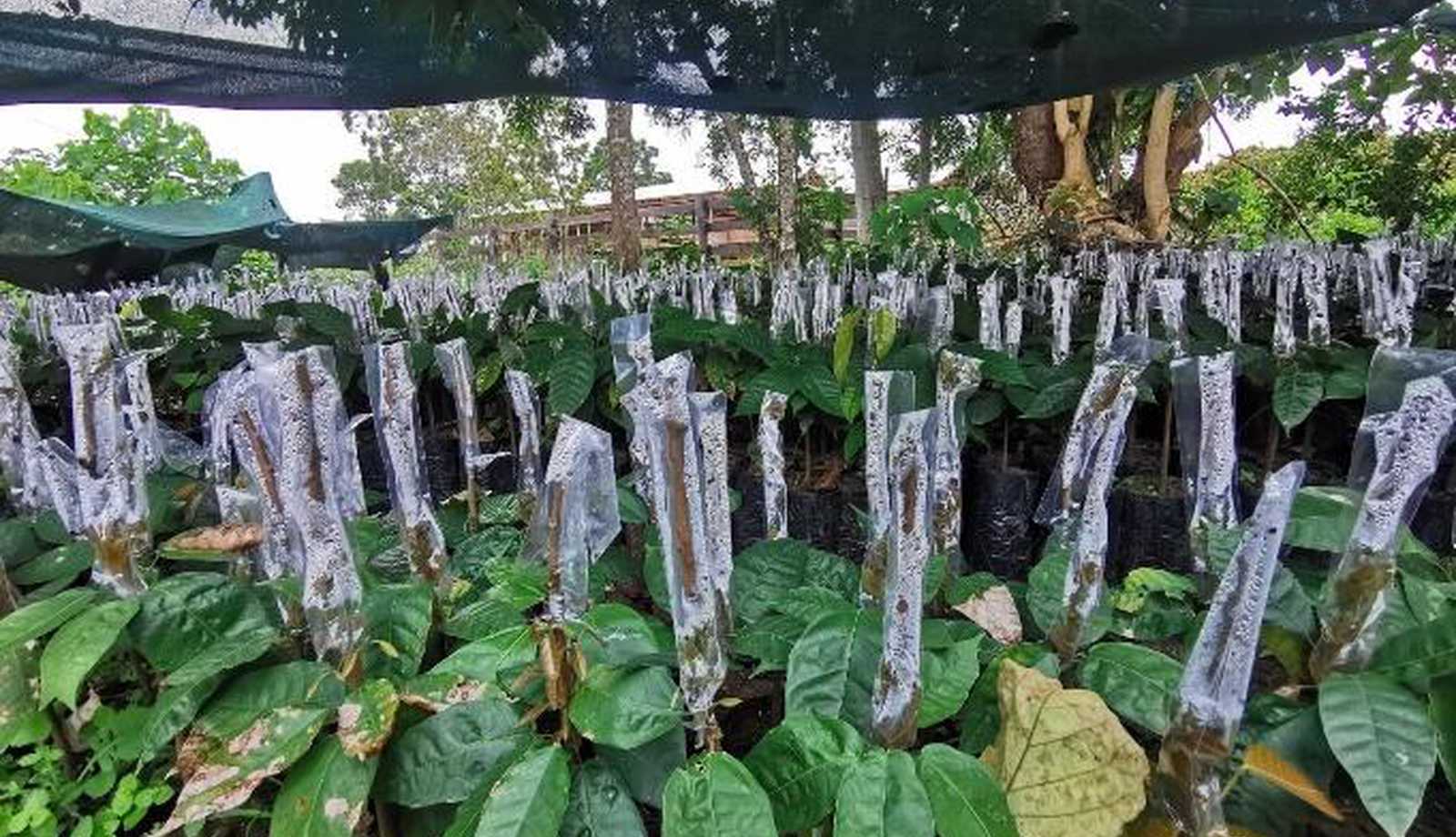 Tambopata National Reserve REDD+, Peru | Climate Impact Partners